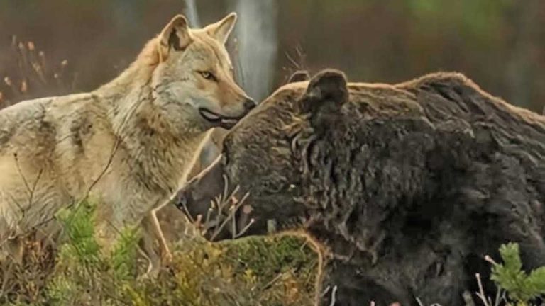 Fotógrafo capturó la inusual amistad entre una loba y un oso con una ...